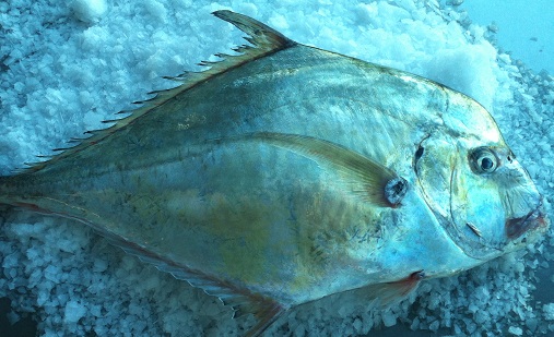 גמל, בן –גוריון | African threadfish - Sea2Door